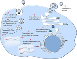 Hepatitis G Virus: Den Glemte 'Gode' Virus - MEDNOTE