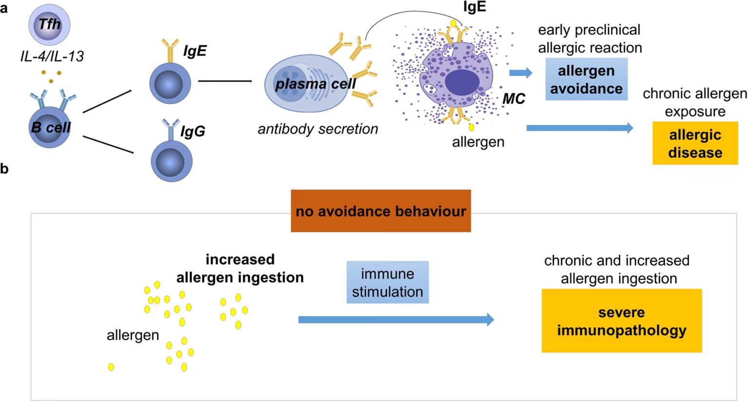 IgE vs. IgG: Allergikampen i Din Krop - MEDNOTE