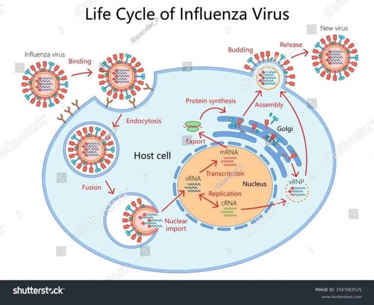 Influenza A: Virussets Livscyklus Afsløret - MEDNOTE