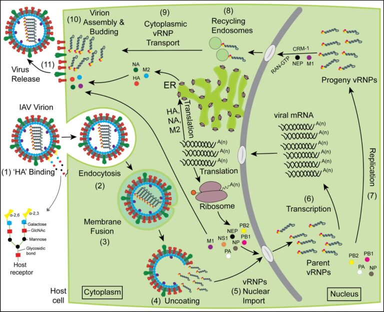 Influenza A: Virussets Livscyklus Afsløret - MEDNOTE