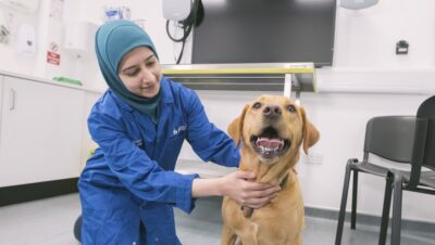 Studer veterinærmedicin på engelsk i Europa - MEDNOTE